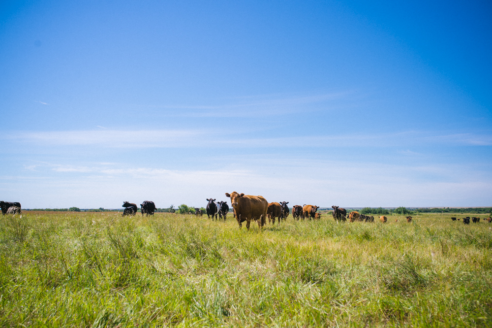 Grass Fed Beef | Grass Finished Beef | Redtail Farms