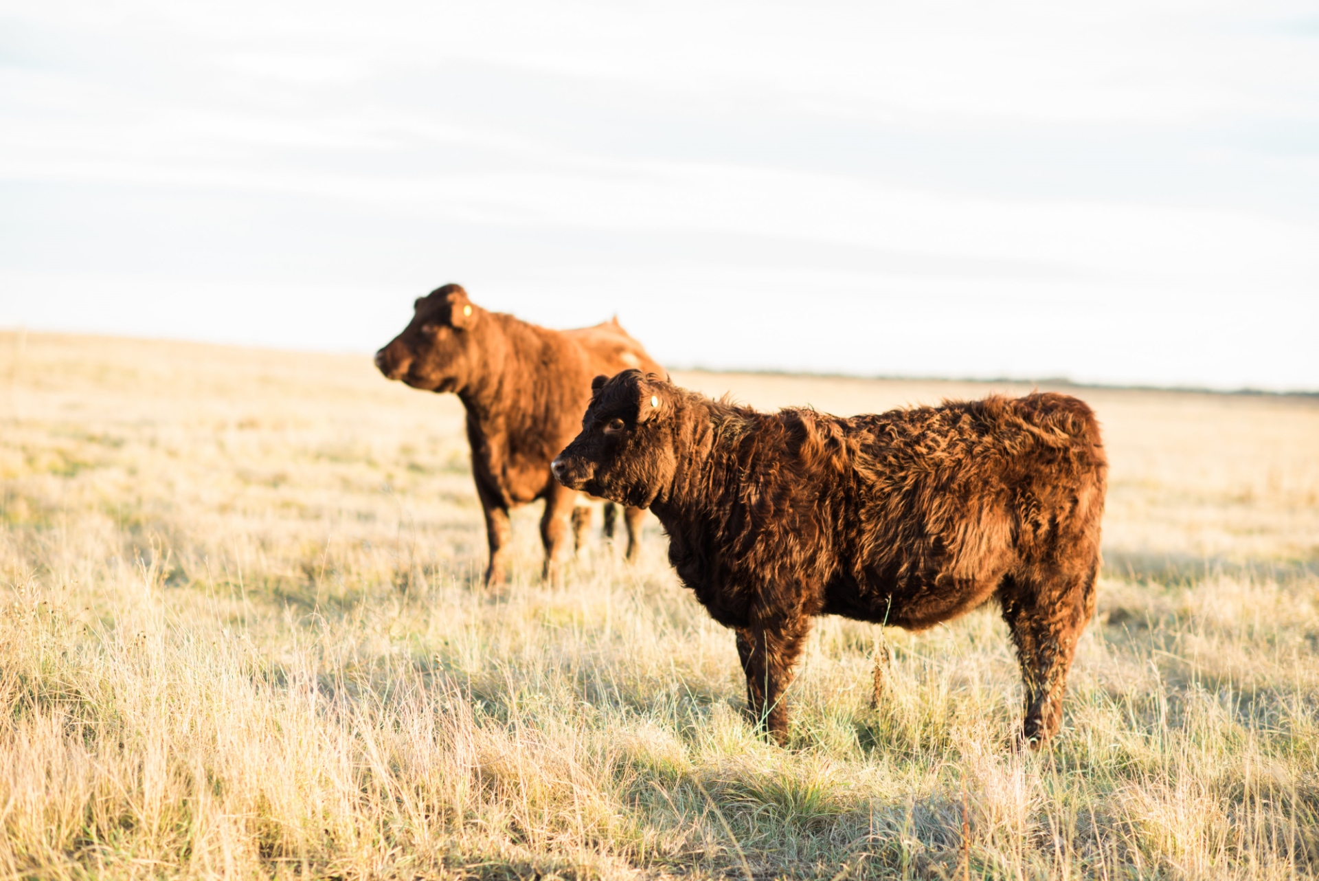 Alberta Beef - Supply for One Year - Premium Grass Fed Beef